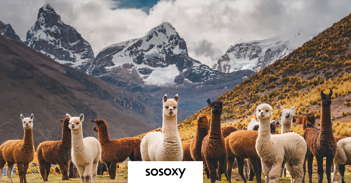 Wełna z Alpaki - pochodzenie, pozyskiwania i uzyskiwanie najlepszej ...